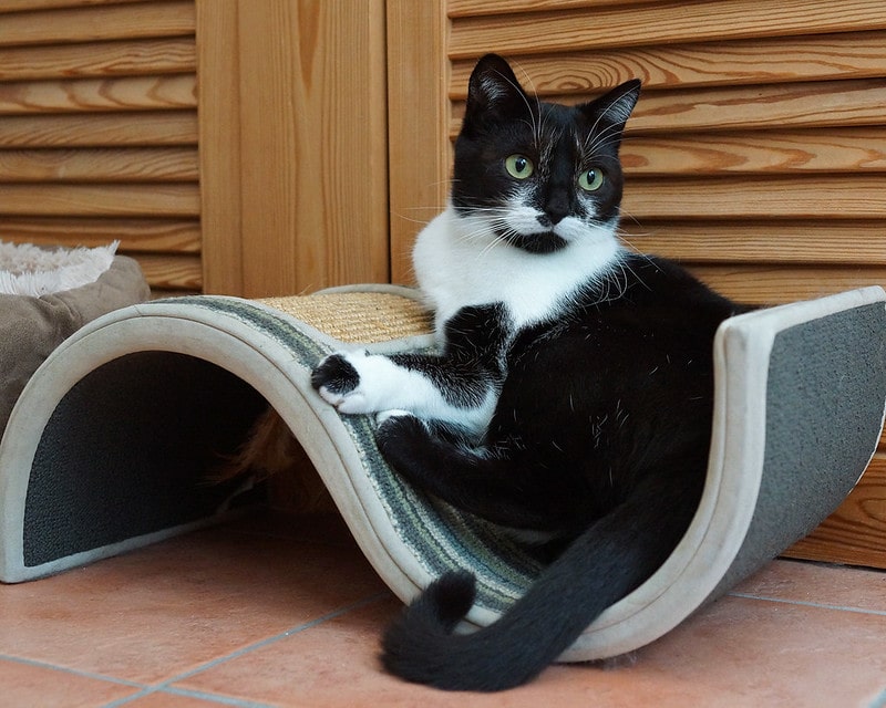 Comment empêcher votre chat de tout griffer