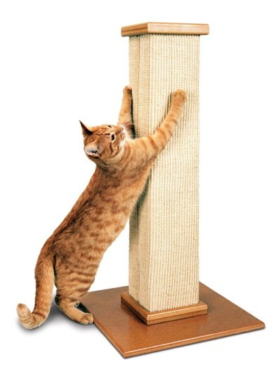 Comment empêcher votre chat de tout griffer