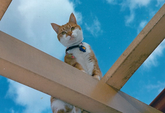 Astuces pour que votre chat ne monte plus sur les meubles