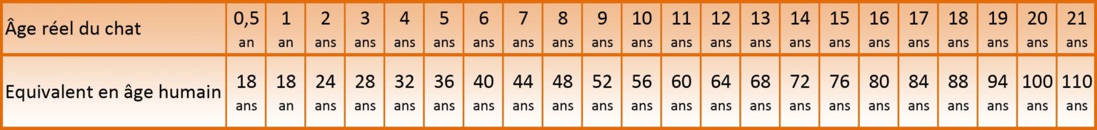 Vieillissement du chat : conseils indispensable à son bien-être