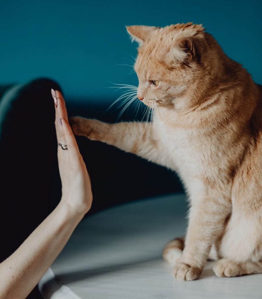 Masterclass en comportement félin