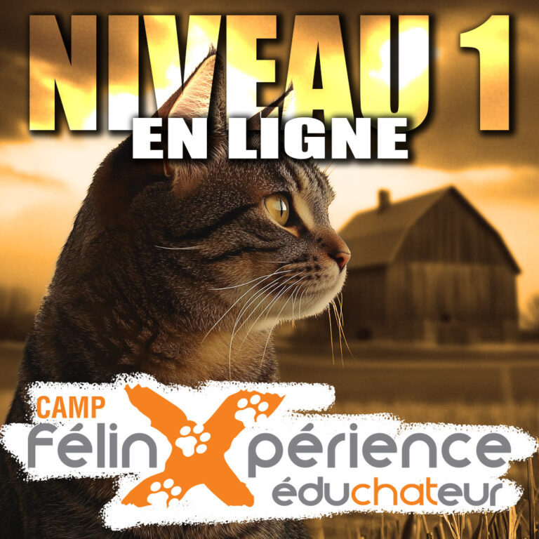 Camp Félin de niveau 1 : cours théoriques et pratiques complets sur les ...