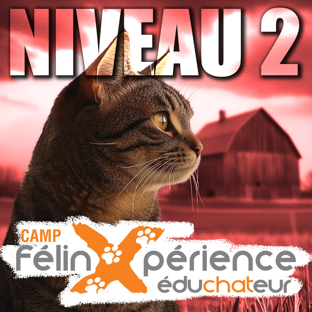 Camp Félin de niveau 2 : cours théoriques et pratiques complets sur les ...